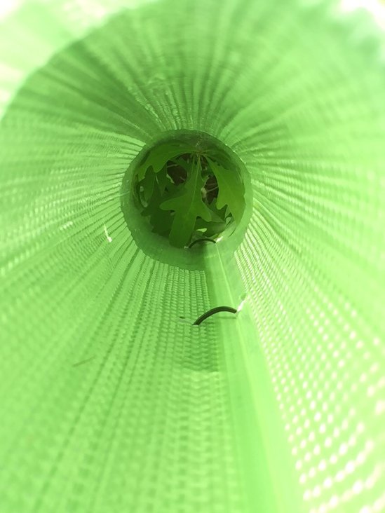 Vigilis standard photodegradable tree shelters | Suregreen | ESI ...