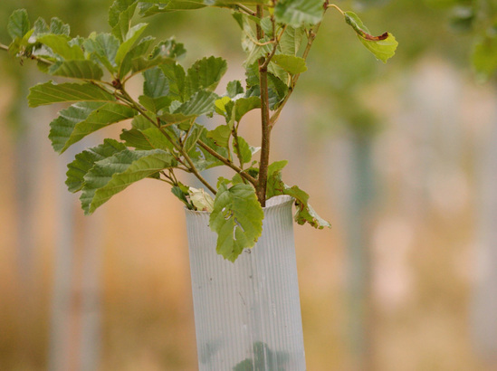 Tree shelters protect young trees - Broughton | Suregreen | ESI ...