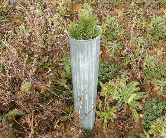 Vigilis-Bio biodegradable tree shelters | Suregreen | ESI External Works