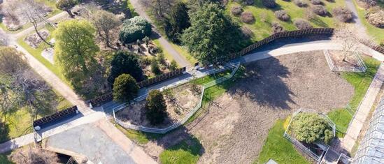 Tree root protection on access road at Royal Botanic Gardens | Green ...