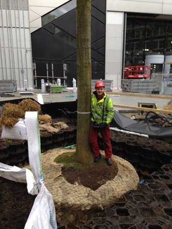 Tree pit system - 5 Broadgate, London | GreenBlue Urban Ltd | ESI ...
