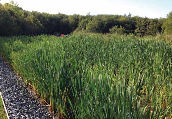 Aerated vertical flow reed bed for Highland Spring | ARM Ltd | ESI ...