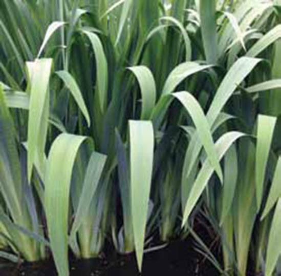 Aerated vertical flow reed bed for Highland Spring | ARM Ltd | ESI ...