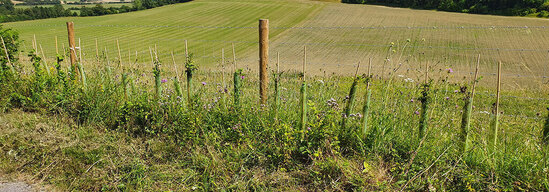 Bio Spiral tree guards and shelters | Rainbow Professional | ESI ...