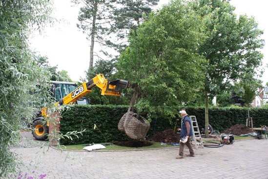 Specimen tree delivery services | Majestic Trees | ESI External Works