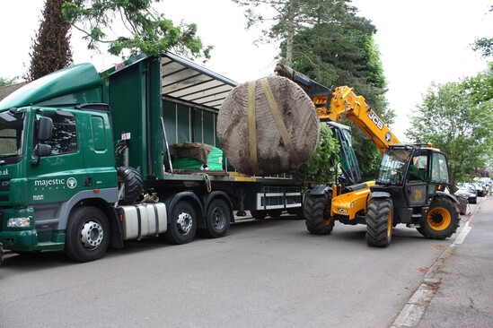 Specimen tree delivery services | Majestic Trees | ESI External Works