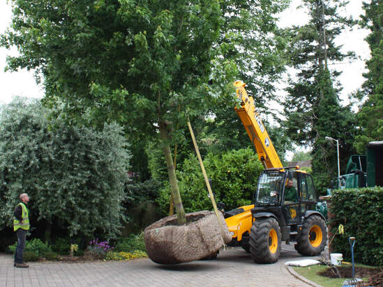 Specimen tree delivery services | Majestic Trees | ESI External Works