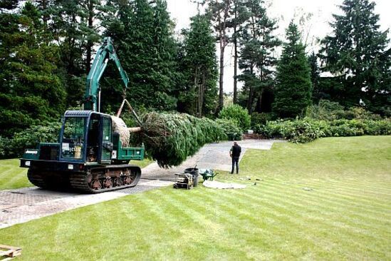Specimen tree planting services | Majestic Trees | ESI External Works