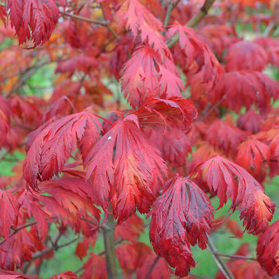 AirPot container grown specimen trees, 50 to 1500L | Majestic Trees ...