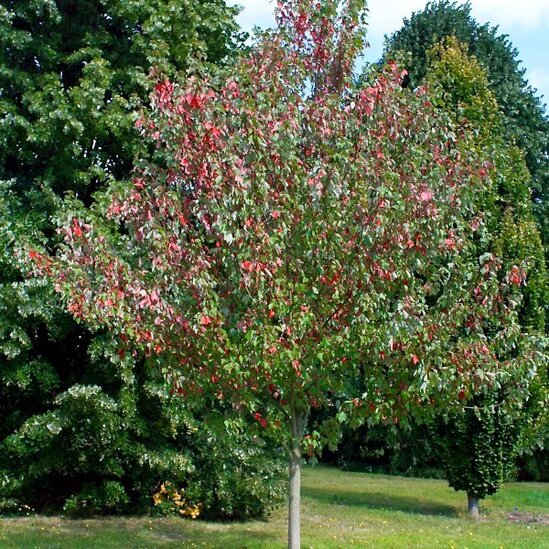 AirPot container grown specimen trees, 50 to 1500L | Majestic Trees ...