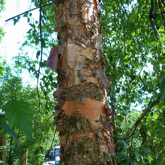 AirPot container grown specimen trees, 50 to 1500L | Majestic Trees ...