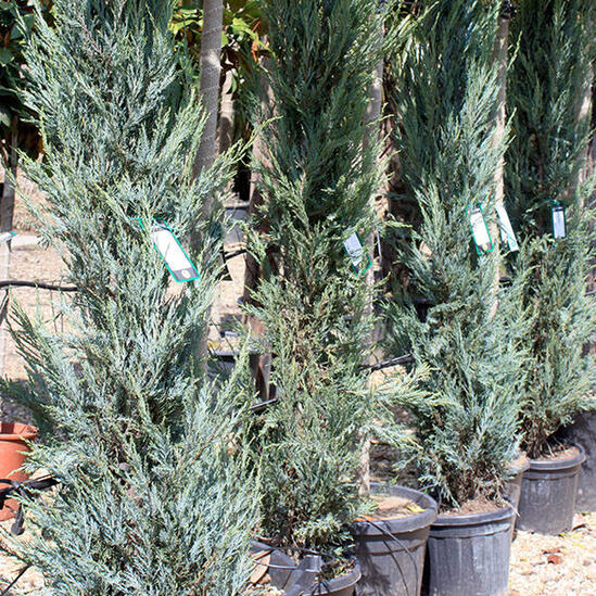 AirPot container grown specimen trees, 50 to 1500L | Majestic Trees ...