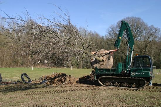 Specimen tree delivery services | Majestic Trees | ESI External Works