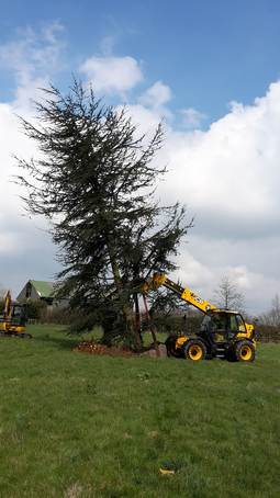Specimen tree planting services | Majestic Trees | ESI External Works