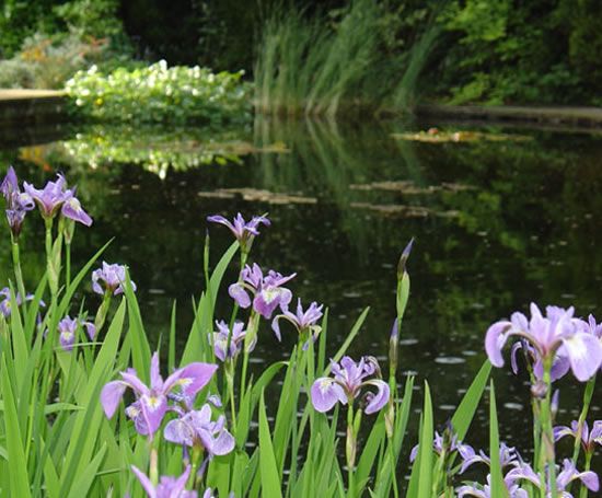 High-quality aquatic plants | Aqualife Water Plants & Landscapes | ESI ...