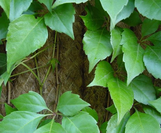 Greenscreen Garden Fencing - coconut fibre cladding, steel frame ...