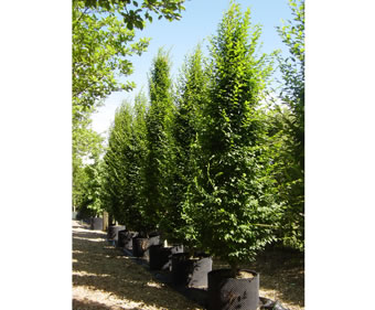 Feathered trees | Deepdale Trees | ESI External Works