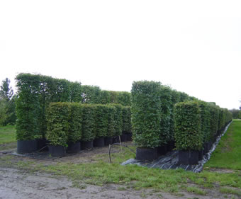 Instant hedging | Deepdale Trees | ESI External Works