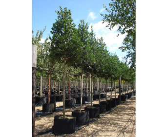 Standard trees | Deepdale Trees | ESI External Works