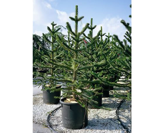 Container grown trees | Europlants | ESI External Works