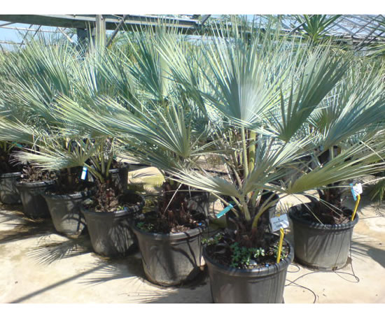 Hardy palms | Europlants | ESI External Works