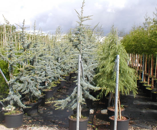 Container-grown trees | Coles Nurseries | ESI External Works
