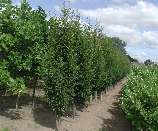 Field-grown trees | Coles Nurseries | ESI External Works