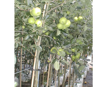 Fruit trees | Coles Nurseries | ESI External Works