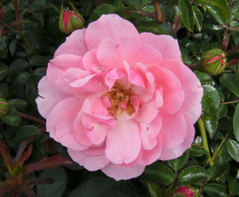 Roses in a range of colours and varieties | Coles Nurseries | ESI ...