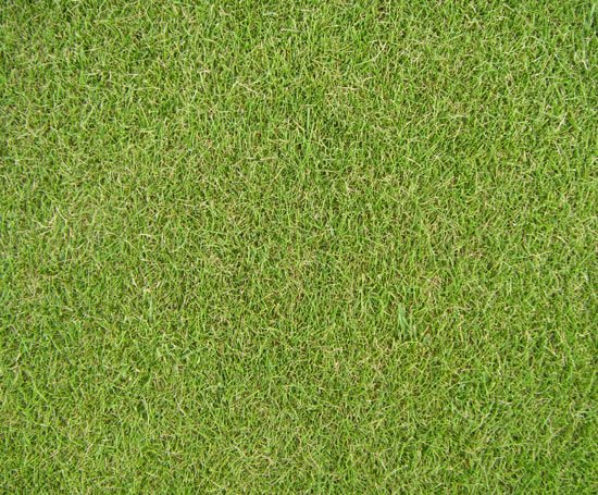LT2 Low Maintenance - fine turf for reduced mowing | Lindum Turf | ESI ...