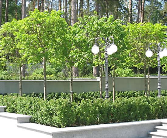 Planting, private garden, Moscow | Lorenz von Ehren | ESI External Works