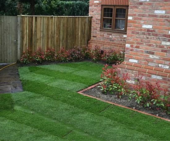 Rhizomatous tall fescue (RTF™) grass seed | Harrowden Turf | ESI ...