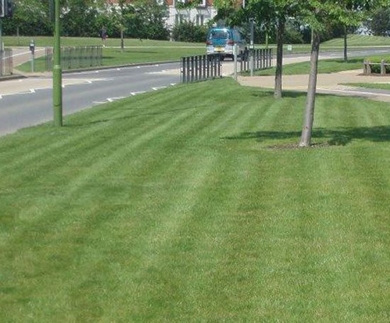 Turf for general amenity areas | Tillers Turf Company | ESI External Works