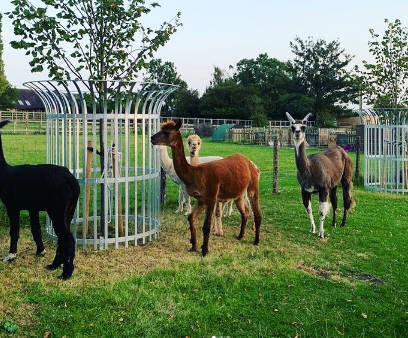 Circular, vertical bar tree guards | Paddock Fencing | ESI External Works