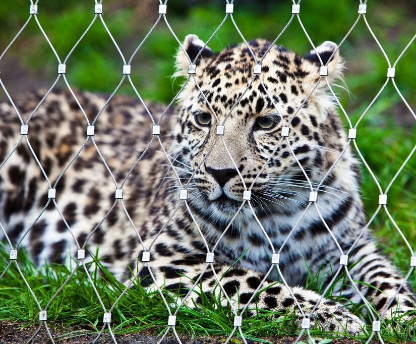 Stainless steel wire mesh systems for animal enclosures | MMA ...