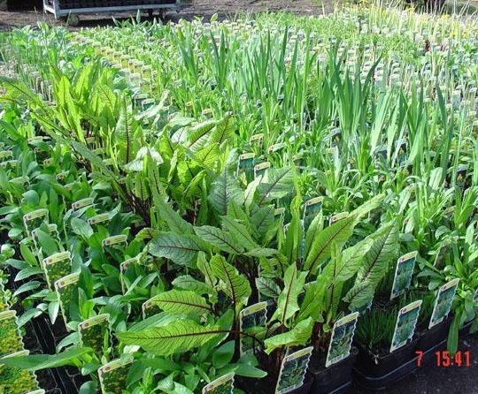 Marginal aquatic plants | Aqualife Water Plants & Landscapes | ESI ...