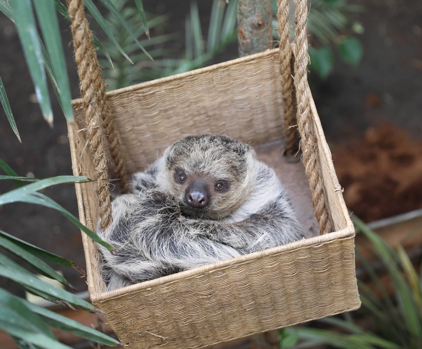 Anti-slip bamboo decking for zoo's sloth enclosure | Gripsure | ESI ...