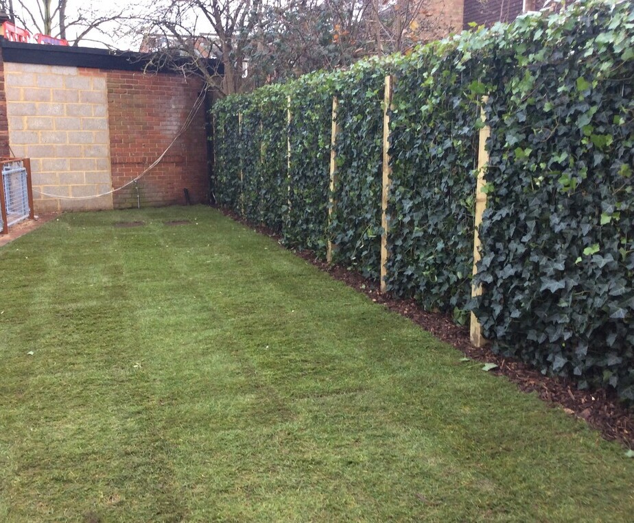 Soft landscape screening for properties and boundaries | East Midlands ...