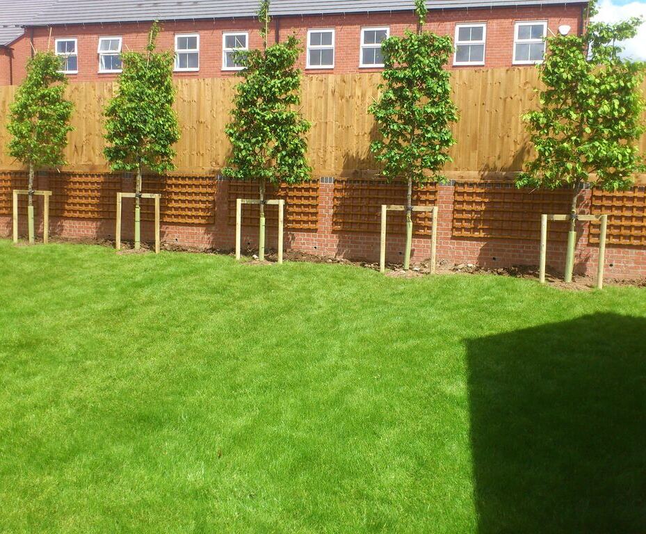 Soft landscape screening for properties and boundaries | East Midlands ...
