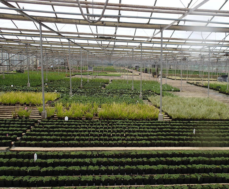 Marginal plants | Anglo Aquatic Plant Co Ltd | ESI External Works