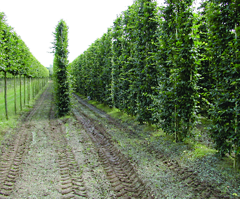 Instant hedging | ARBOR Nurseries | ESI External Works