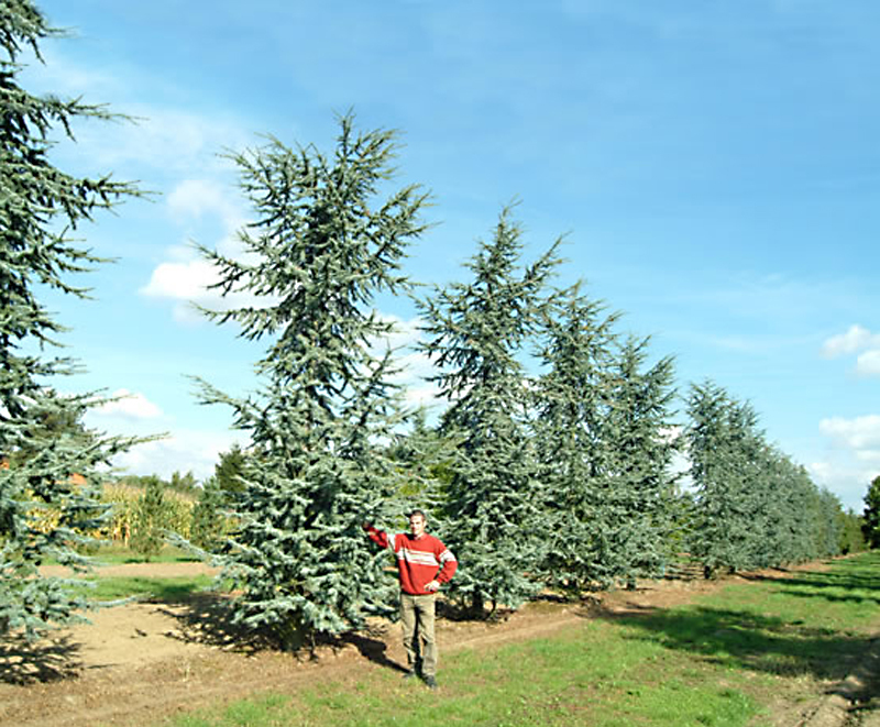 Container-grown conifers | ARBOR Nurseries | ESI External Works