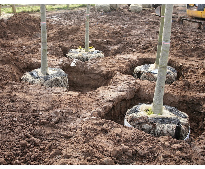 Tree anchoring for Woodland Garden, Detton Mill | Platipus Anchors Ltd ...