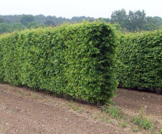 Hornbeam Instant Hedge (Carpinus betulus) | Practicality Brown | ESI ...