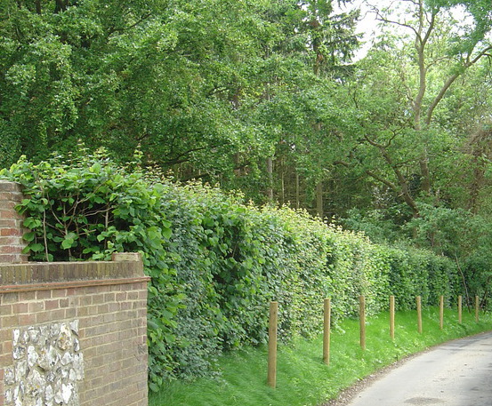 Native Mix hedge | Practicality Brown | ESI External Works