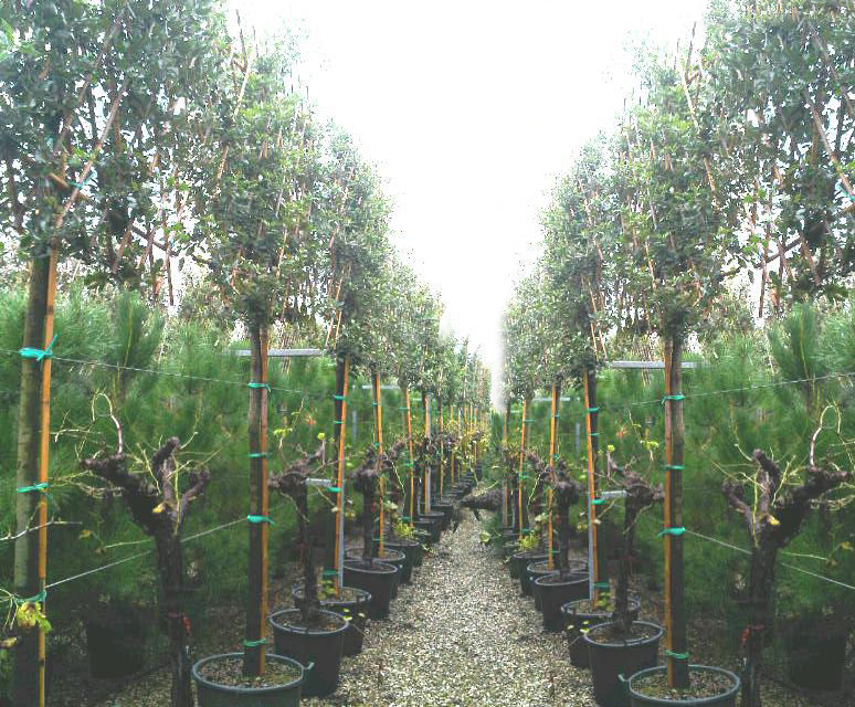 Pleached trees | Practicality Brown | ESI External Works