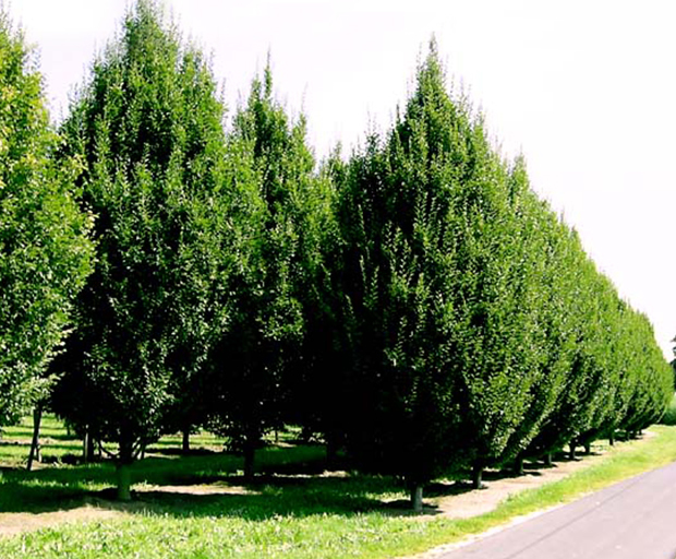 Specimen trees | Practicality Brown | ESI External Works