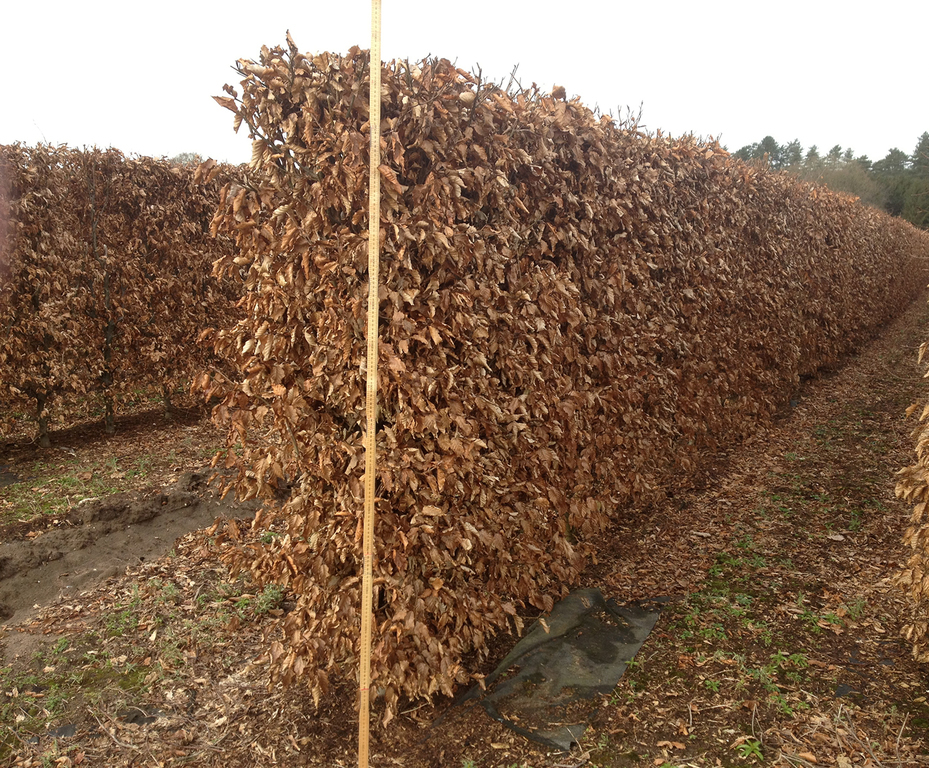 Purple Beech (Fagus sylvatica Purpurea) hedge | Practicality Brown ...