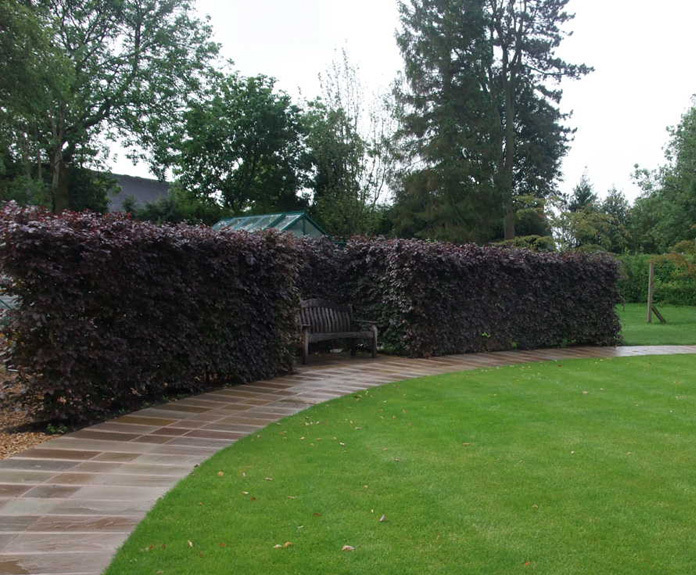 Purple Beech (Fagus sylvatica Purpurea) hedge | Practicality Brown ...