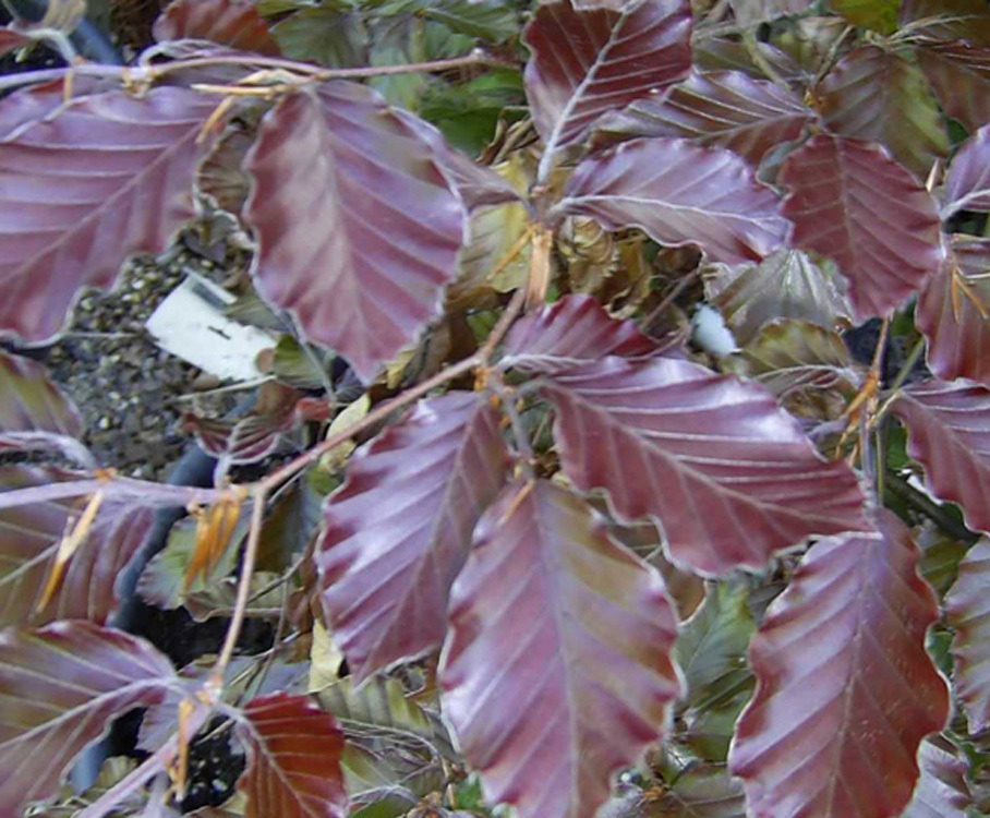 Purple Beech (Fagus sylvatica Purpurea) hedge | Practicality Brown ...